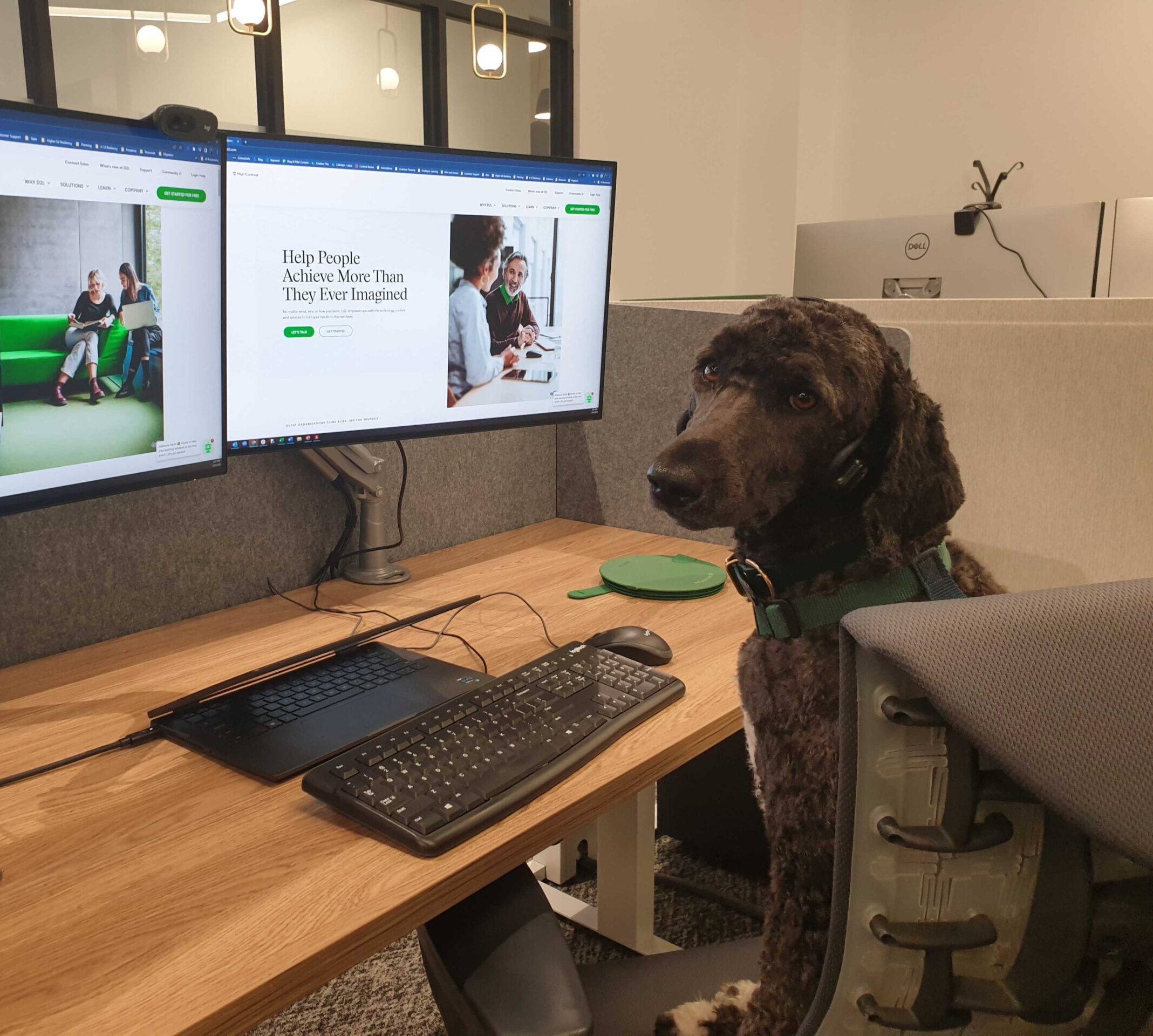 Pawsome Adventures: A Day in the Life of a D2L Office Dog | D2L
